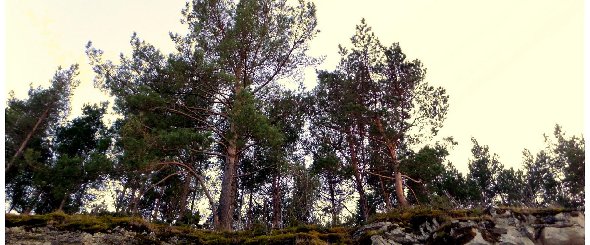 Pulli pank (Oiu pank)