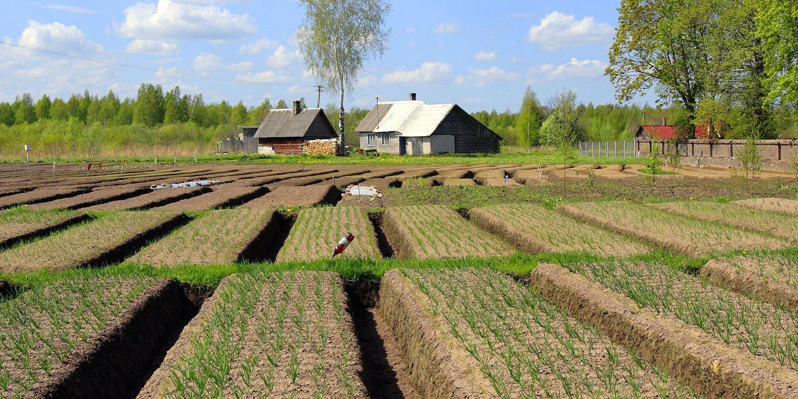 Kolkja kala- ja sibularestoran