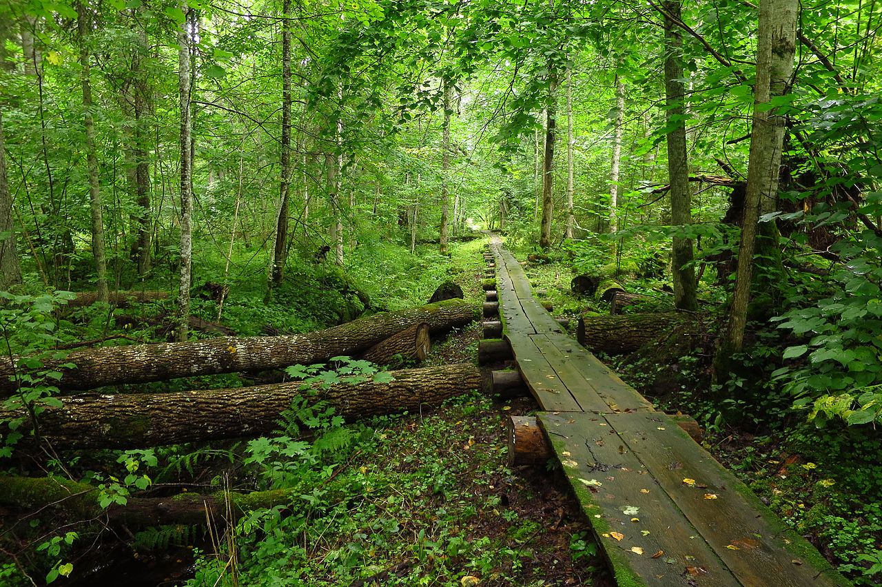 Järvselja Primeval Forest Nature Reserve Järvselja Primeval Forest Nature Reserve