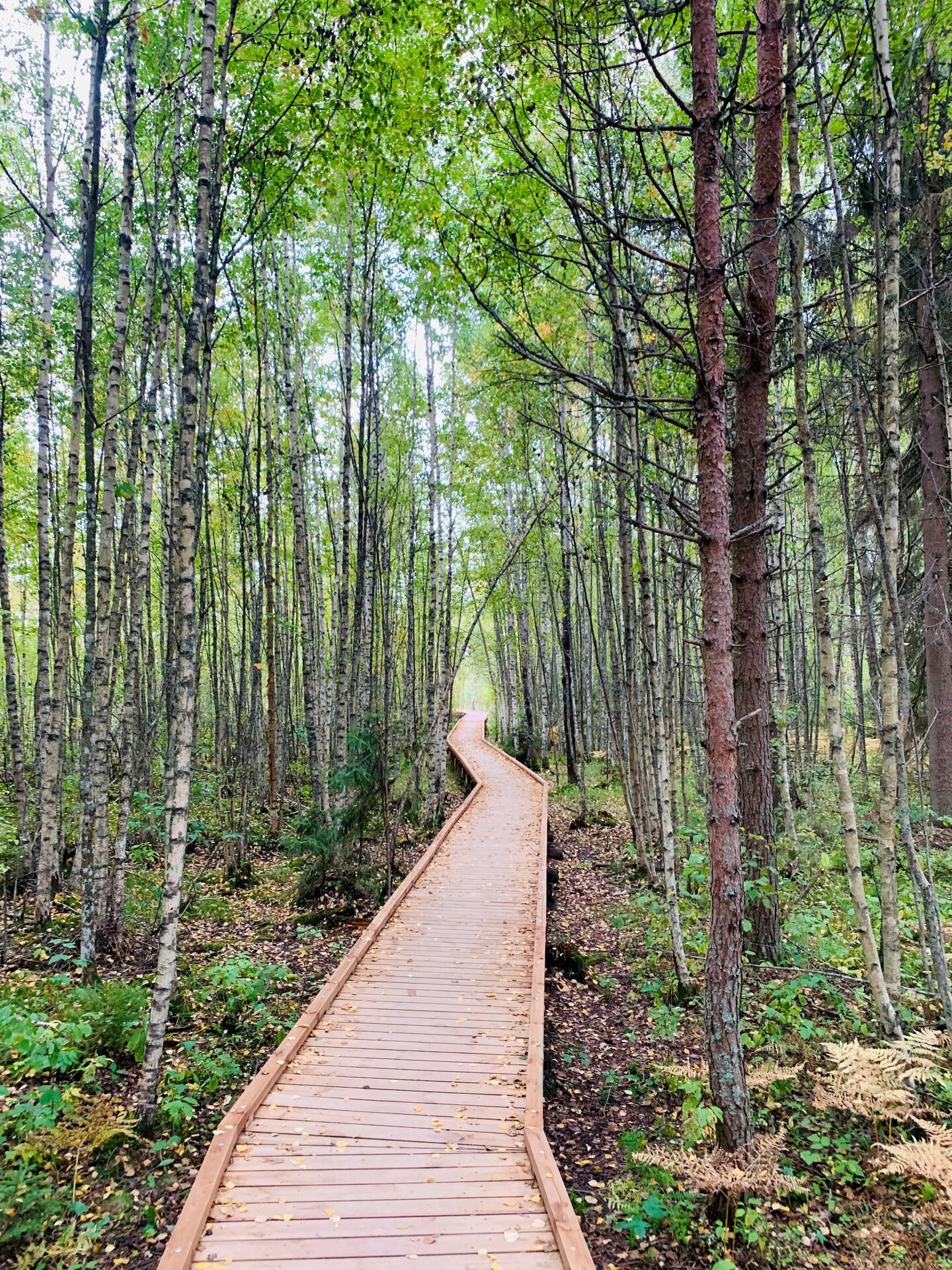 Valgesoo study trail