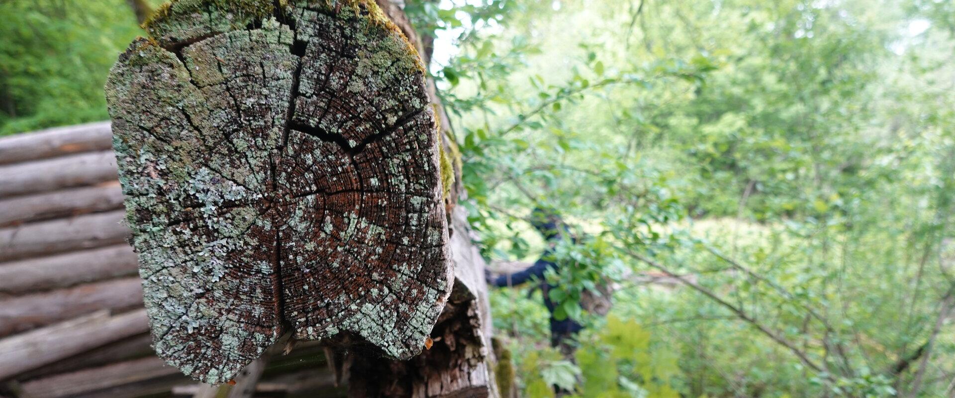 Hike “lost villages of Soomaa - Tõramaa”