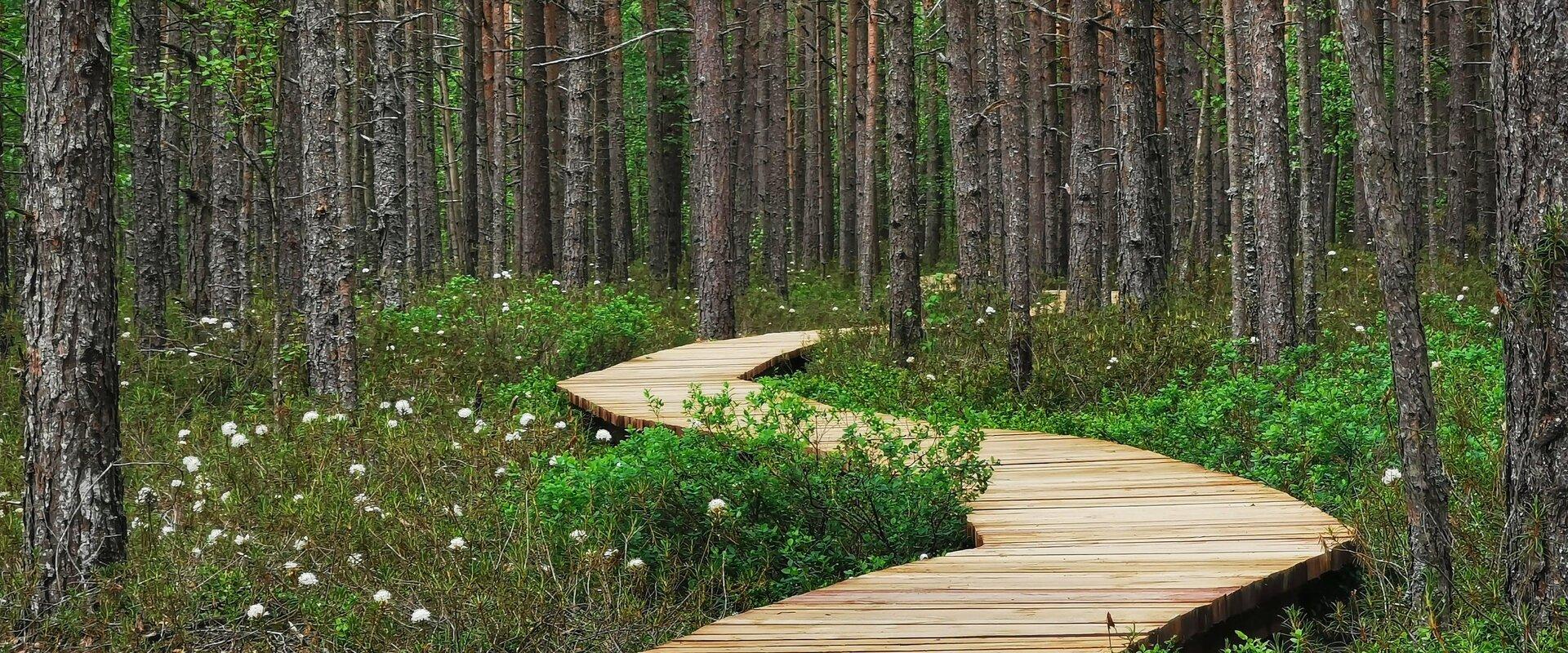 A complete guide to Estonian bogs